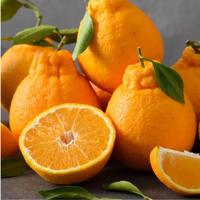 Orange ‘Dekopon’ (Citrus × shiranui)- Grafted - LIVE PLANT ...
