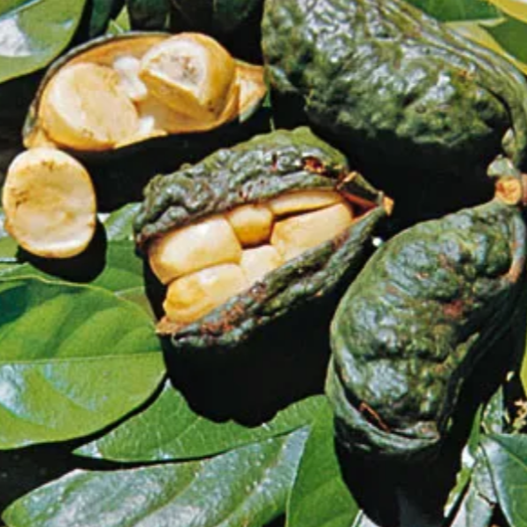 Products – Page 3 – RareFruitTrees.ae