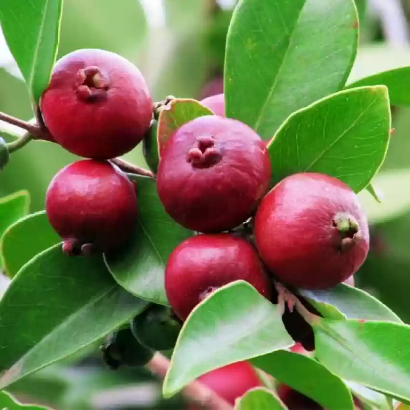 Purple Forest Guava (Psidium eugeniaefolia) - Seedling - LIVE PLANT ...